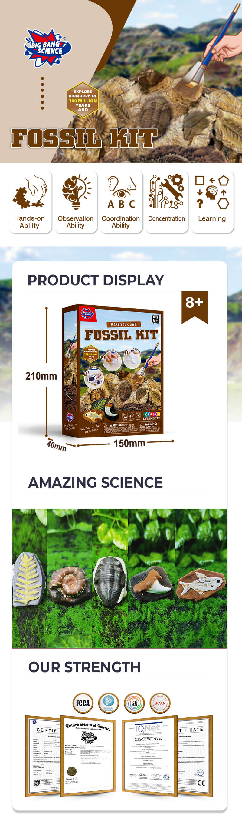 Fossil Kit--New Arrivals|Fossil Dig Kit|Paleontologist Kit-Alpha ...