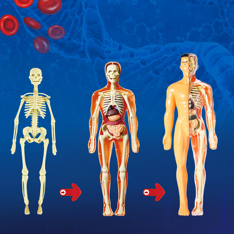 DIY Interactive Human Anatomy Model Science Kit|3d interactive human ...