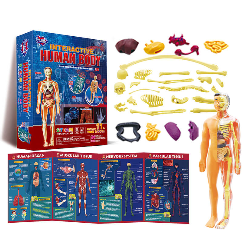 DIY Interactive Human Anatomy Model Science Kit|3d interactive human ...